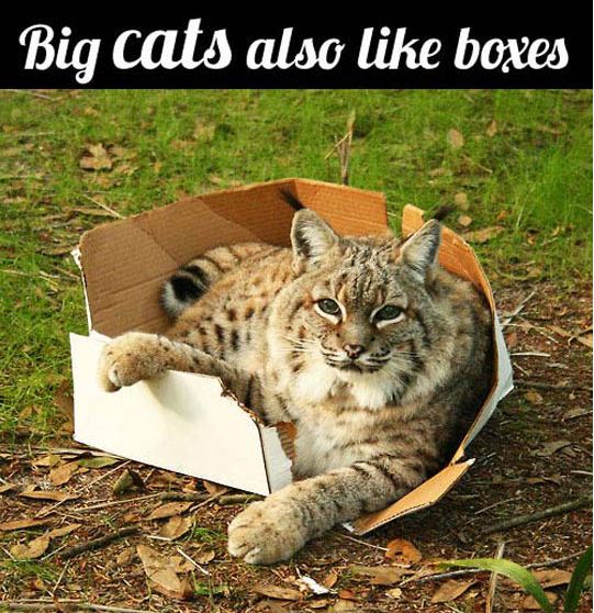 If I Fits I Sits Big Cat Edition Barnorama 1083