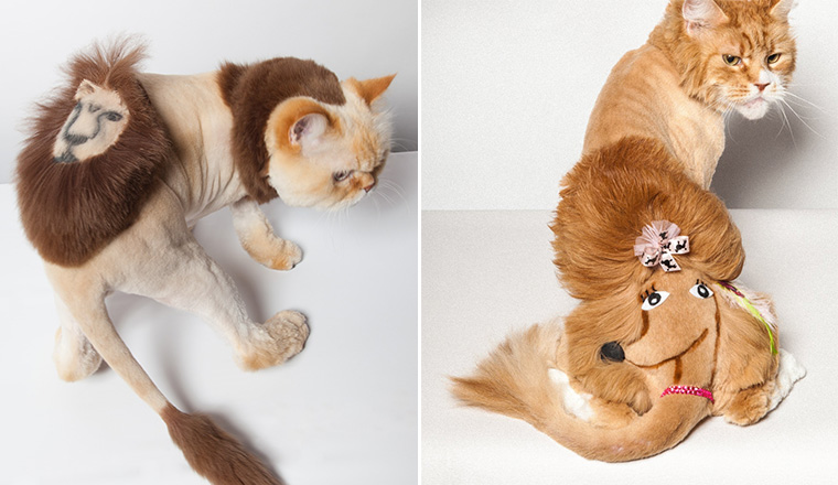 The Extremes Of Cat Grooming – Barnorama